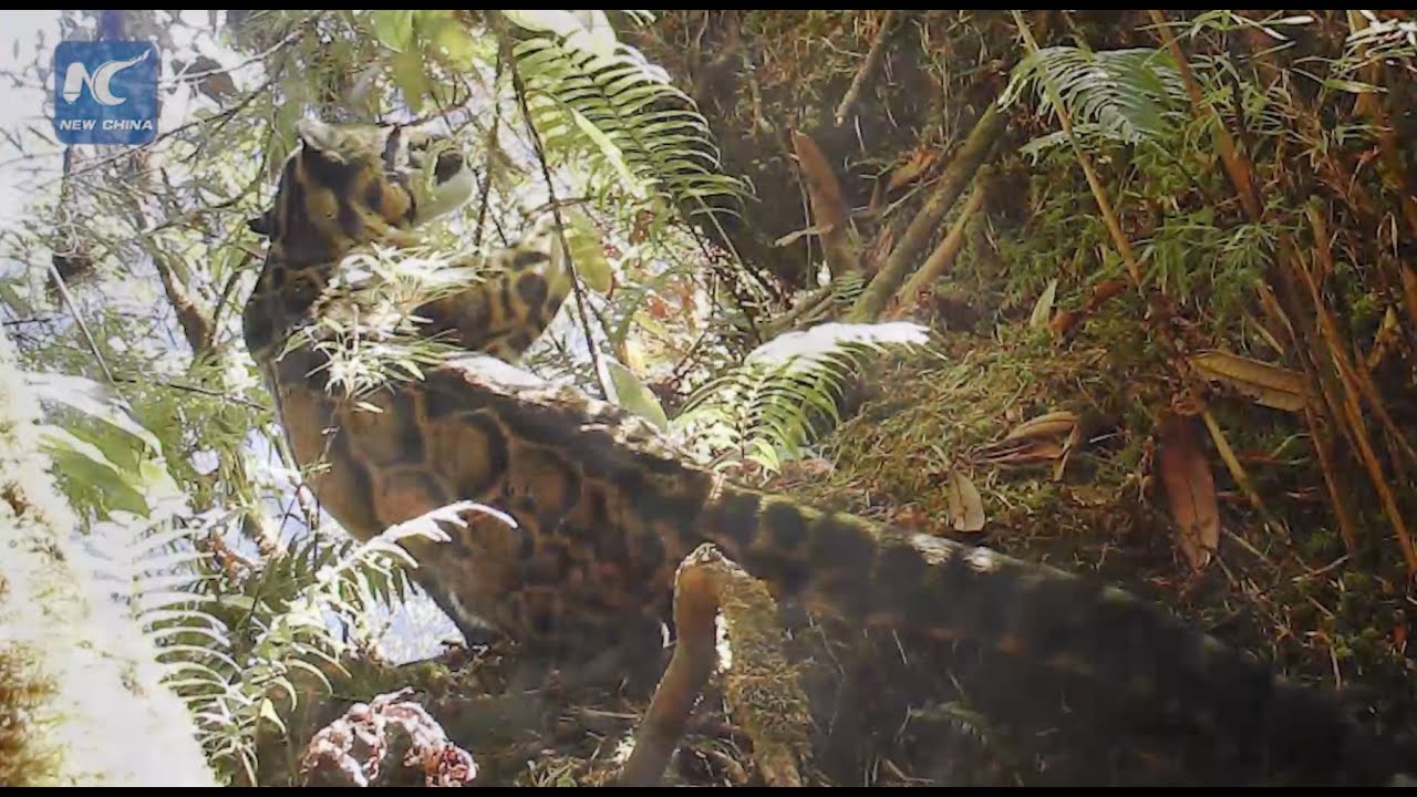 Infrared cameras capture rare leopard in SW China - YouTube