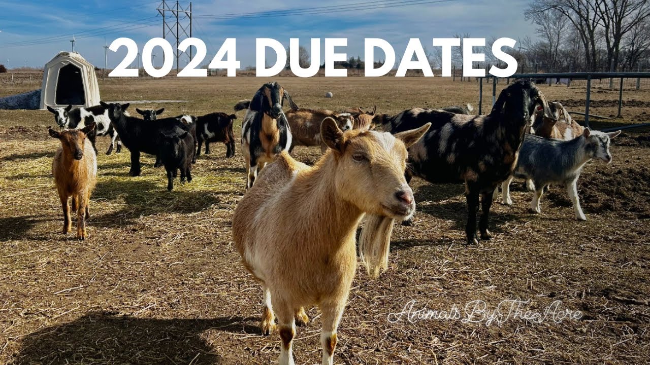 Baby goats are on the way! Here's our 2024 due dates - YouTube