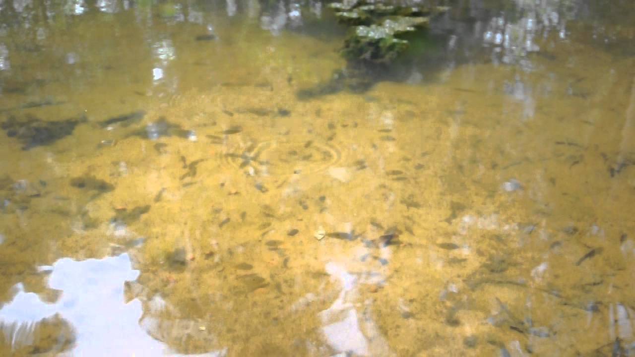 Orange Chromide (Etroplus Maculatus) in the wild - YouTube