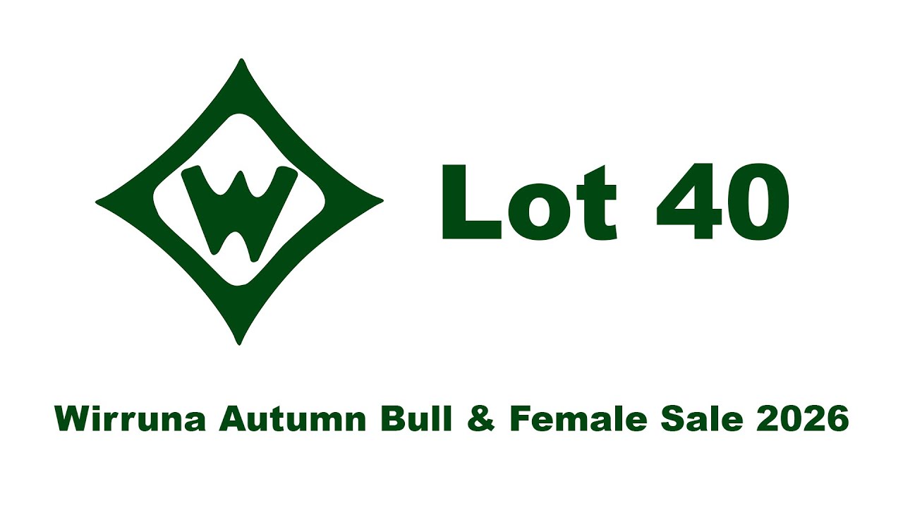 Lot 40 WNAV146 Wirruna Autumn Bull & Female Sale 2026 - YouTube