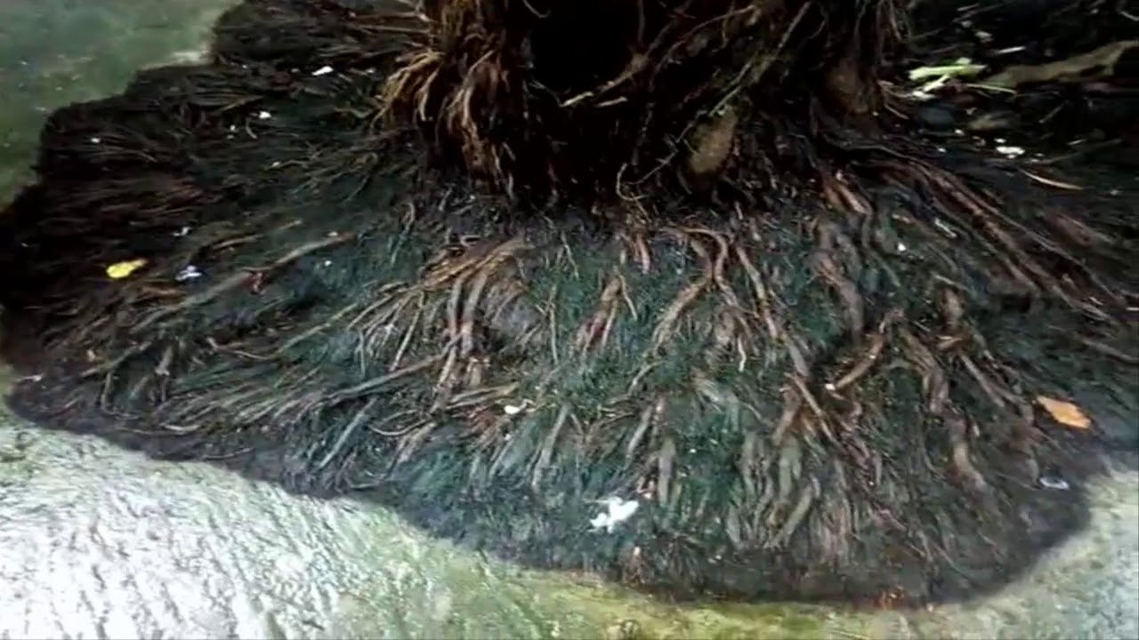 Strange Tree Roots - YouTube