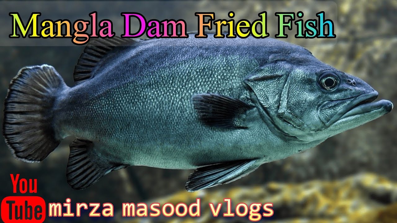 mangla dam delicious fried fish |nazam fish shop| |mirza masood vlogs ...