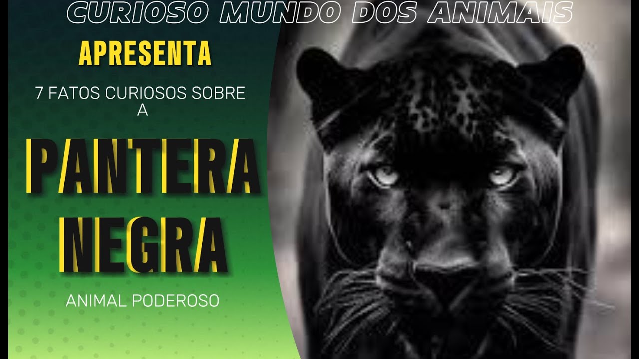 7 CURIOSIDADES SOBRE A PANTERA NEGRA - YouTube