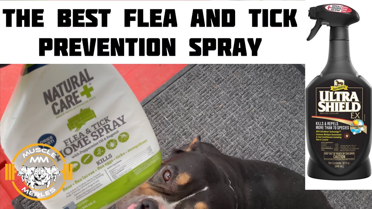 Best Flea and Tick Prevention Spray for Dogs, Magoo Son LAW, AMERICAN ...