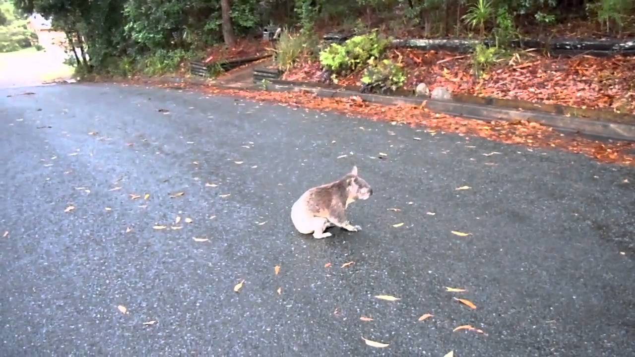 Wild Koala in Hamlyn Drive 2 - YouTube