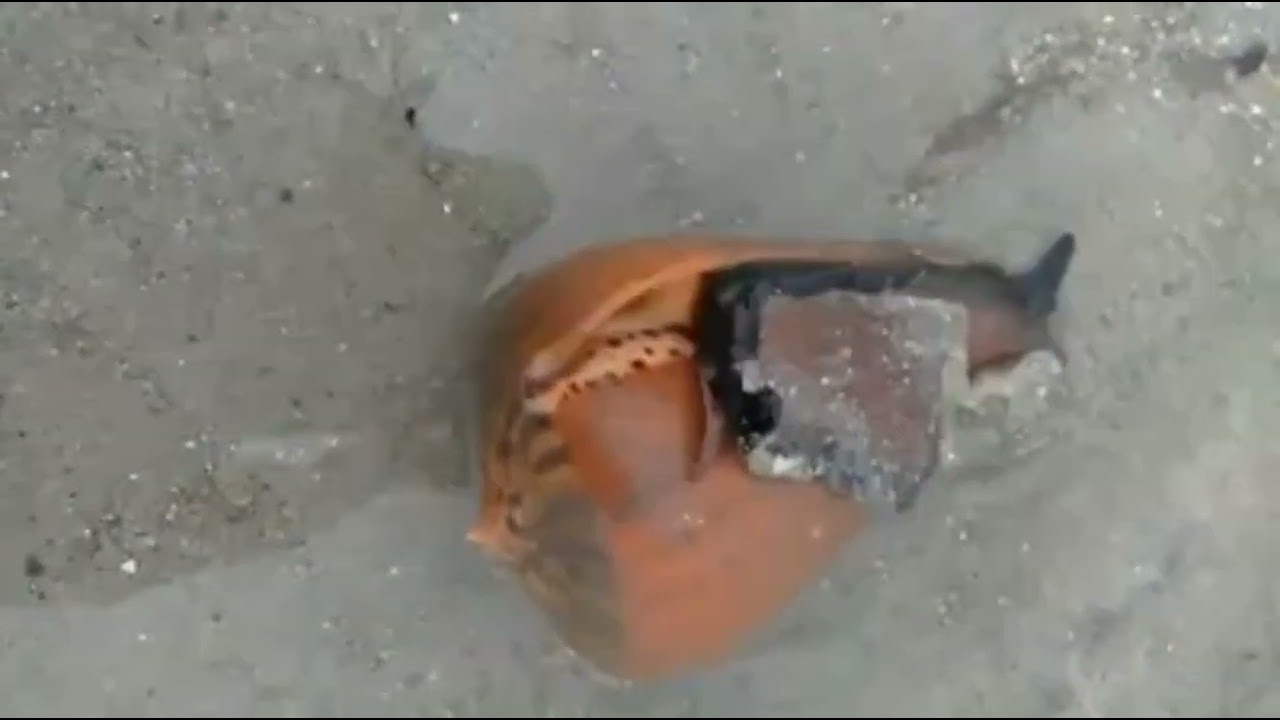 Alive Orange Cone Shell - YouTube