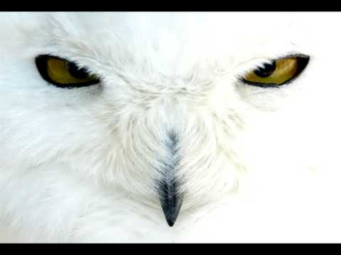 Buos blancos - Imagui