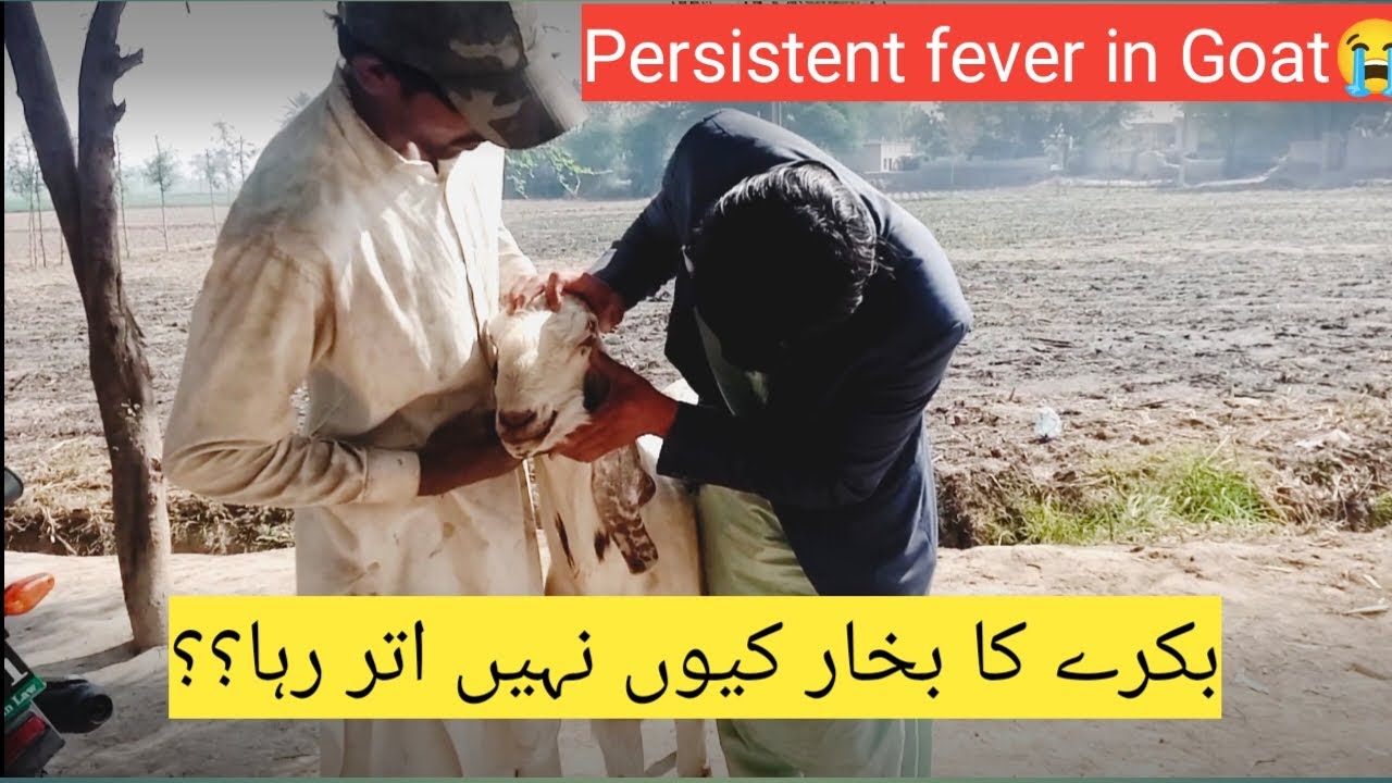 How to treat fever in goats | Persistent fever | Theileriosis in goats ...