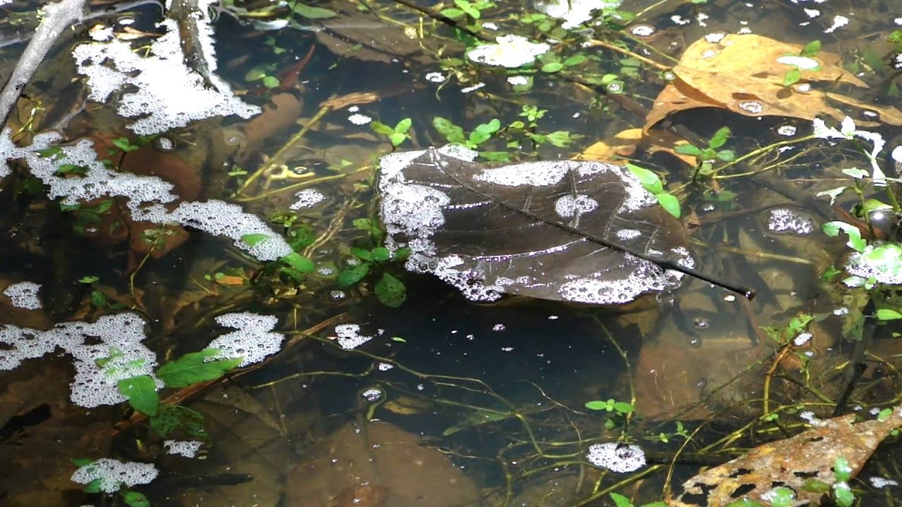 Desova Peixe CASCUDO - Armored Catfish - Callichthys callichthys - YouTube