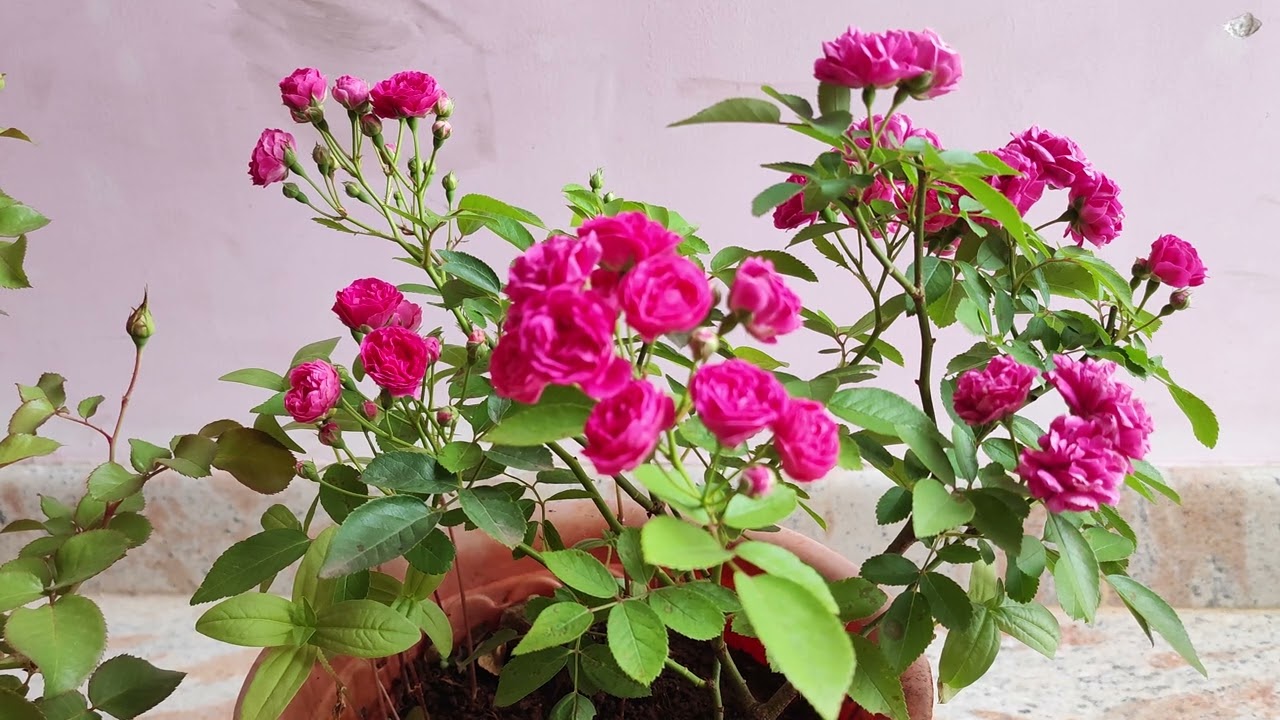 II ಬಟನ್ ಗುಲಾಬಿ ಆರೈಕೆ II Button Rose Care II Home Gardening II Roof Top ...