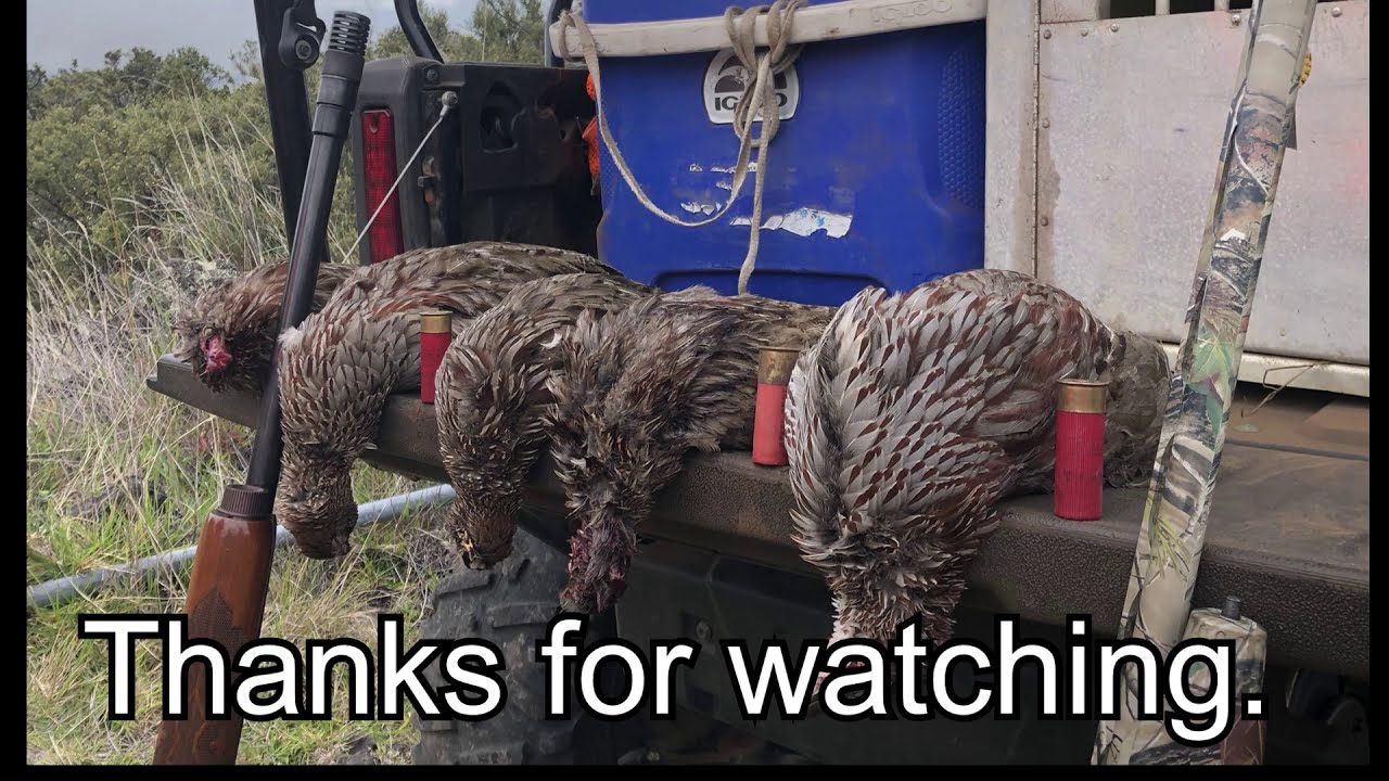 Quick morning bird hunt up Mauna Kea, second weekend of season. - YouTube