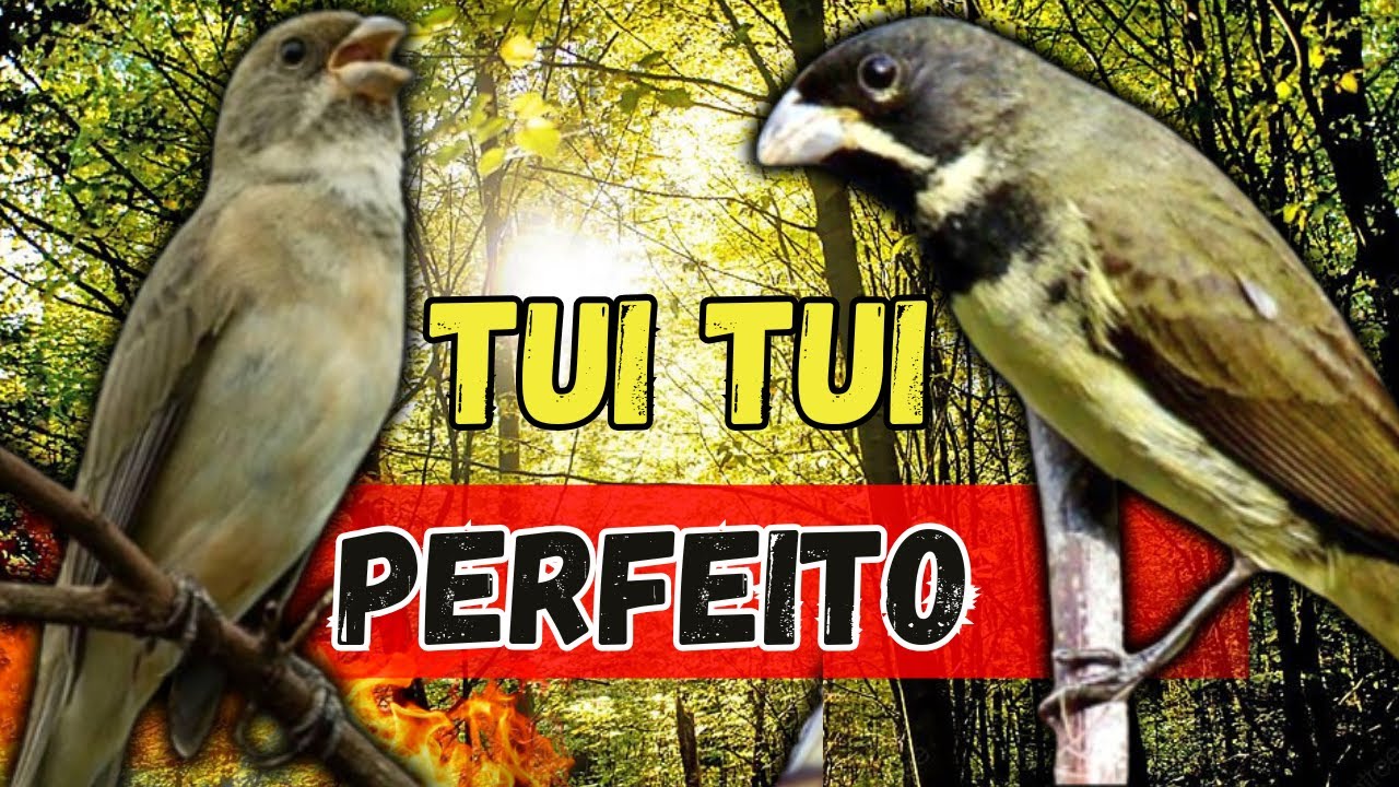 MELHOR CANTO DE COLEIRO TUI TUI PERFEITO PARA ENCARTE DE COLEIRO TUI ...