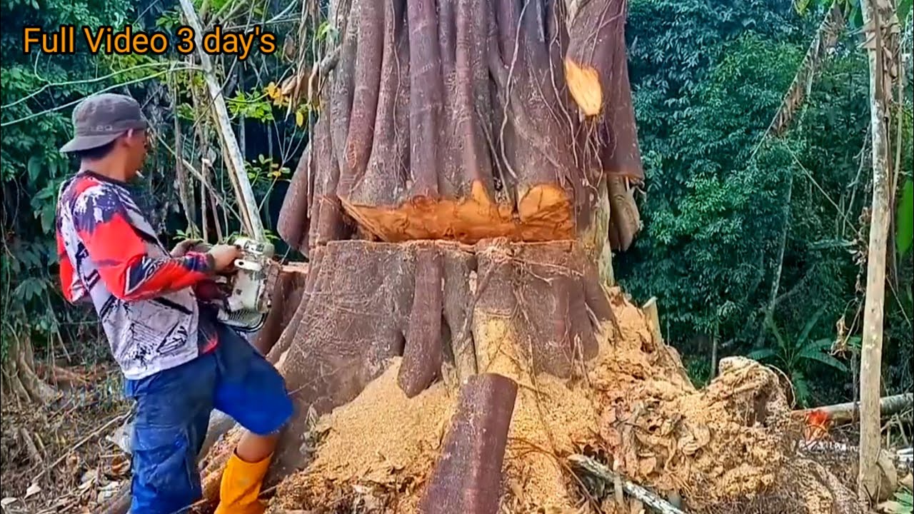 full 3 Day's Beringin penuh hantu yg melilit kayu ulin di tumbang ...