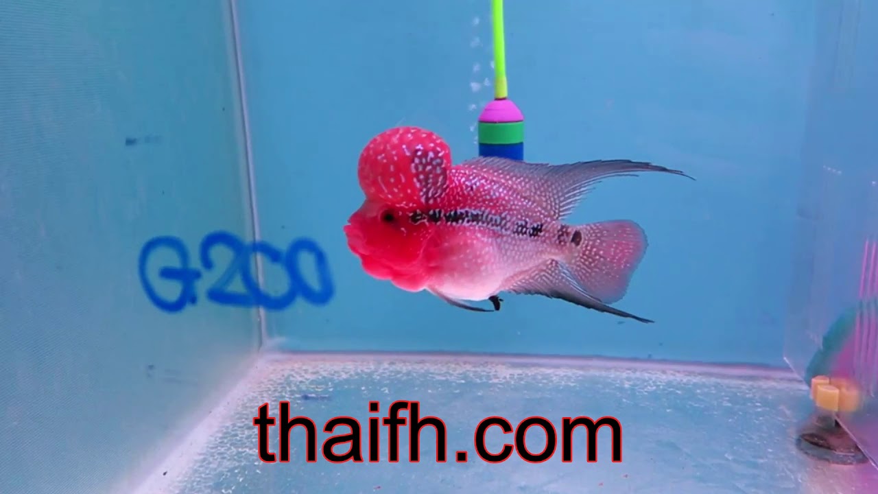 20 Super Red Dragon flowerhorn for sale - www.thaiFH.com - YouTube