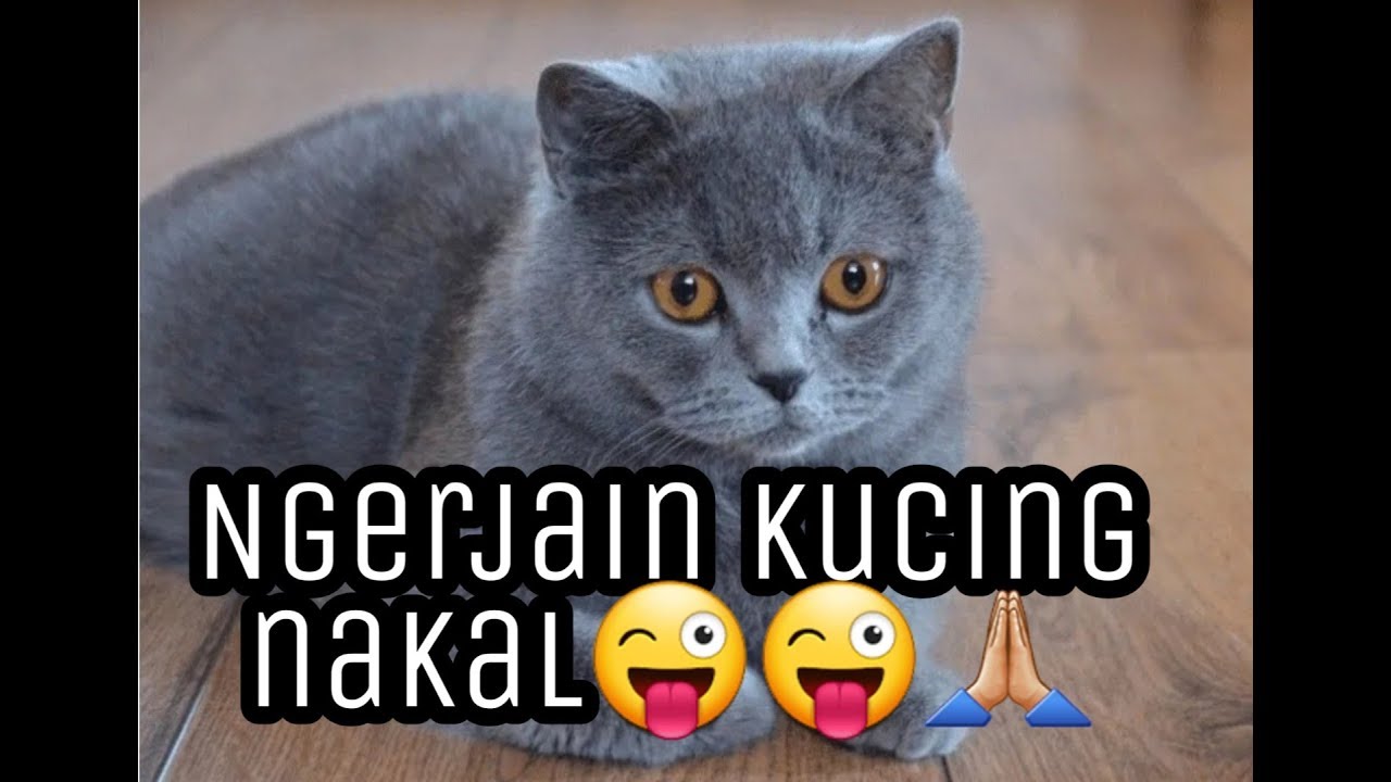 Kucing nakal - YouTube