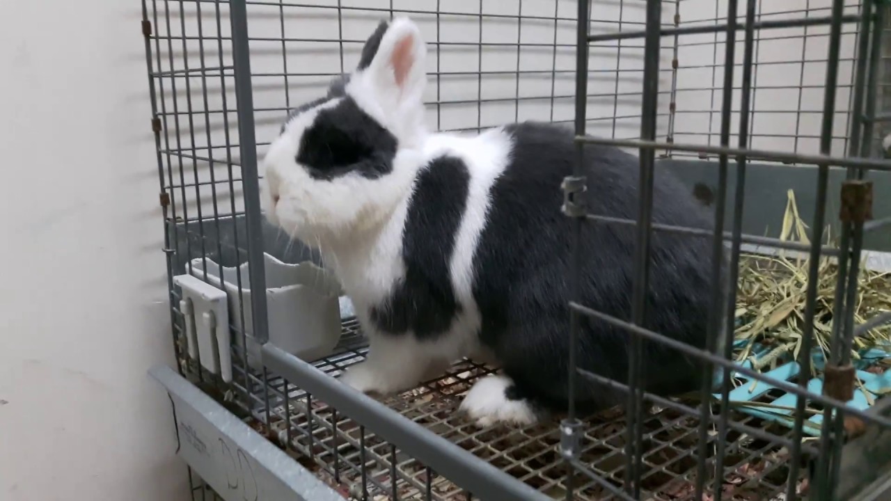 Netherland Dwarf - Vienna Marked - YouTube