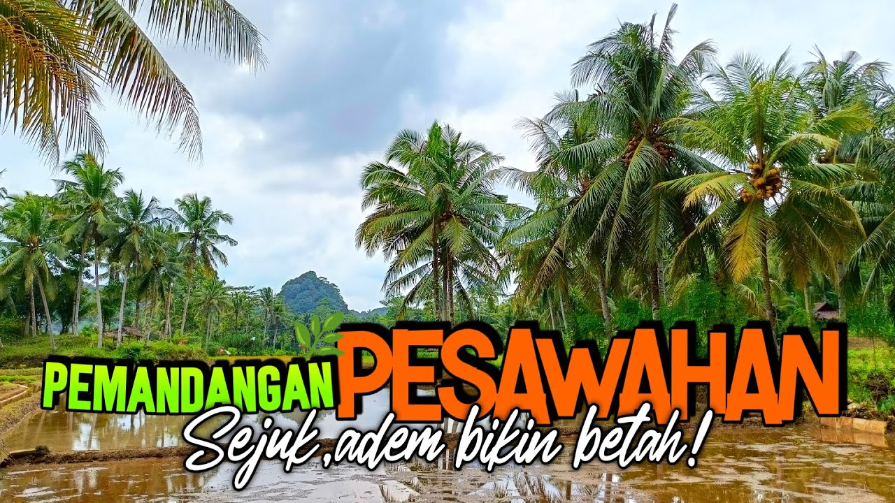 🔴Pemandangan Pesawahan dengan alunan suling Sunda merdu bikin adem ...