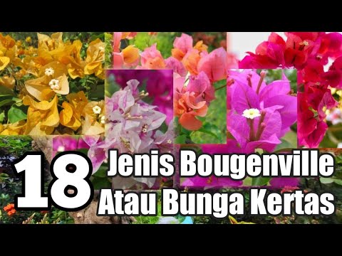 Jenis - Jenis Bougenvile / Bunga Kertas Untuk Taman dan Bonsai - YouTube