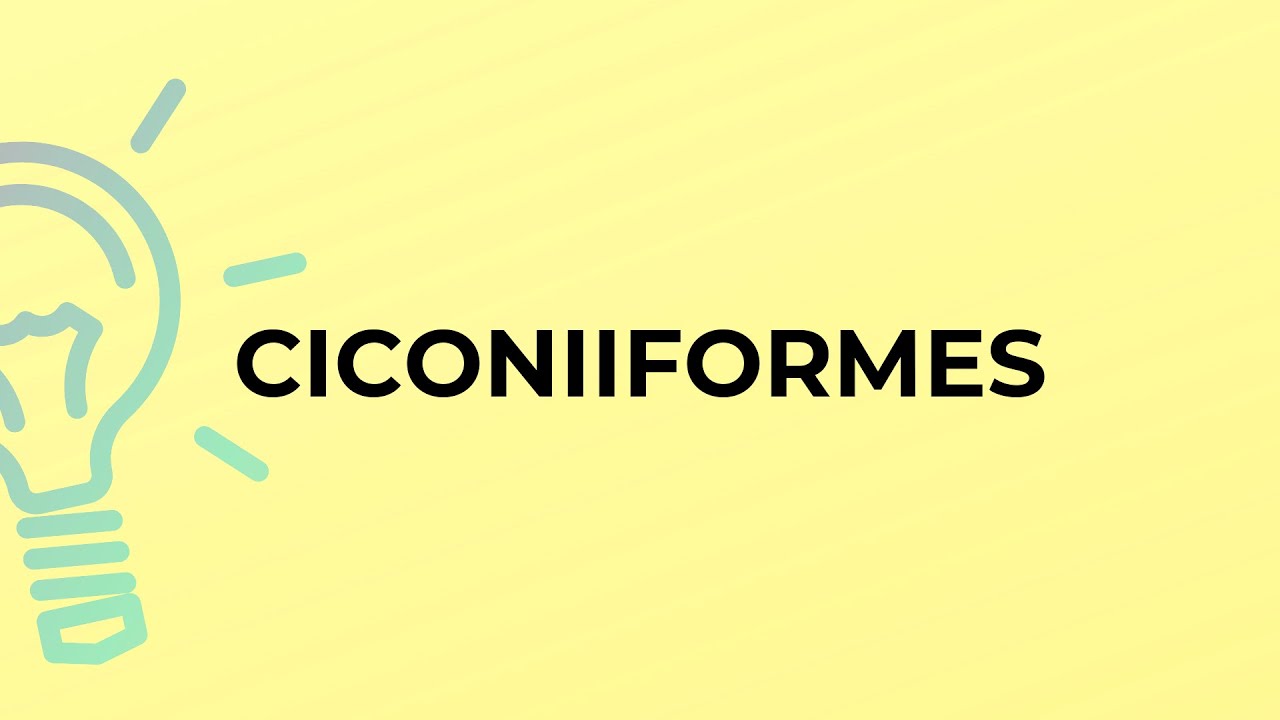 What is the meaning of the word CICONIIFORMES? - YouTube