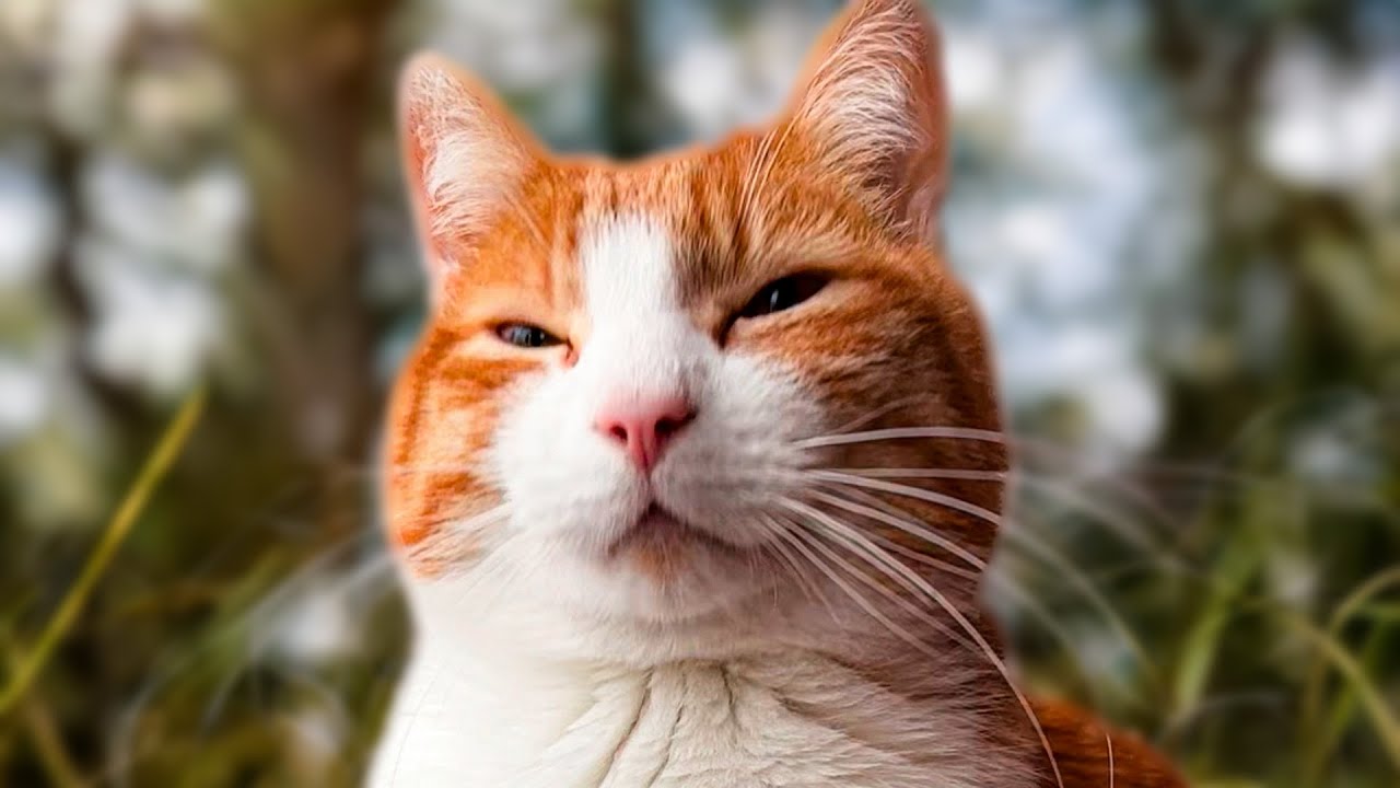 I Took My Cat To A New Country! (Cat with Camera in Denmark) - YouTube