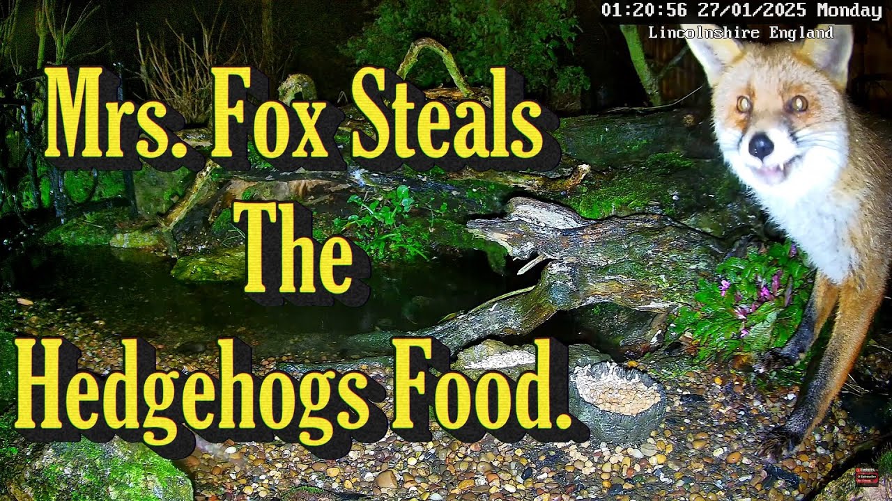 Mrs Fox Steals The Hedgehog Food ! - YouTube