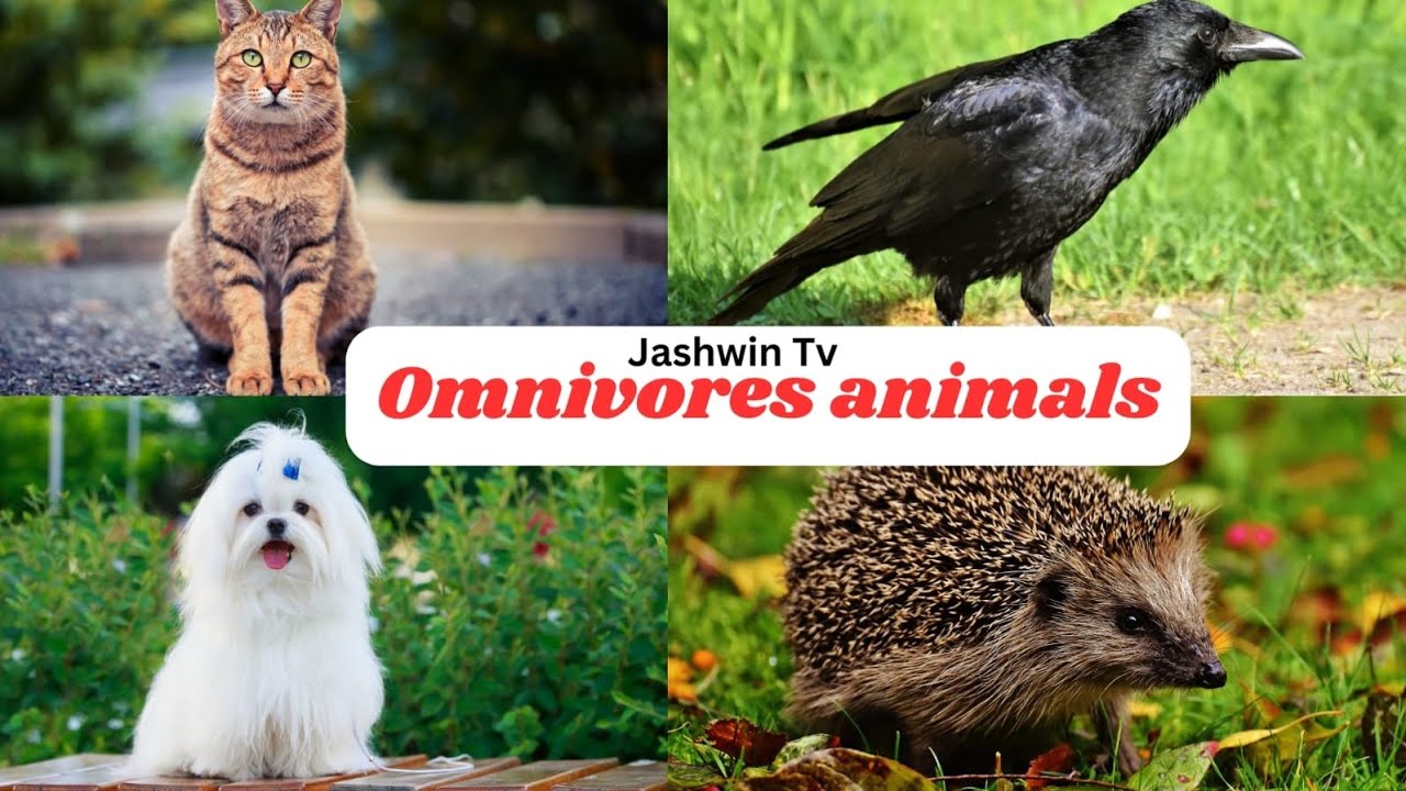 Omnivores Animals | Animals Names for Kids | Educational video - YouTube