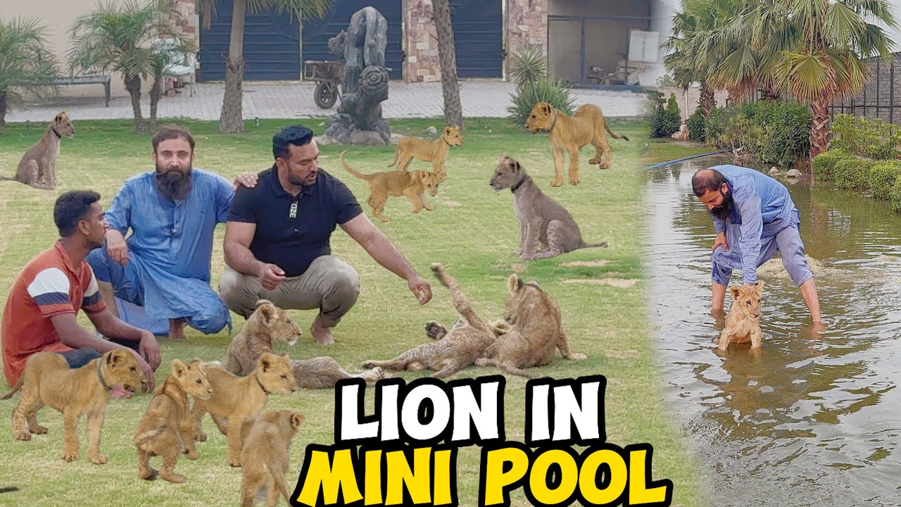 Lions Ko mini Pool mai Nehlany kai Liye Bahir Nikal Liya 🦁😱😱 - YouTube