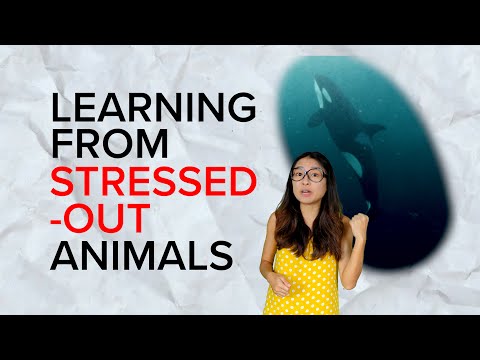 Stressed Out Animals