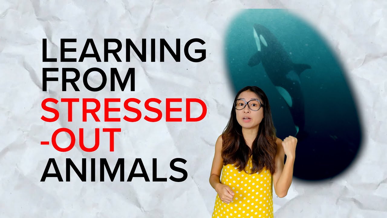 How mental health affects animals (And what you can learn from it ...