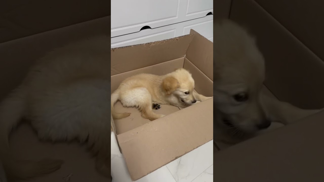 리트리버 호동 Ababy's box play!! So cute ️ 아기의 상자놀이 - YouTube