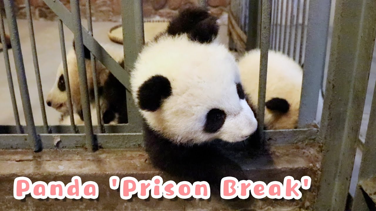 Panda's Unsuccessful Prison Break Experience | iPanda - YouTube