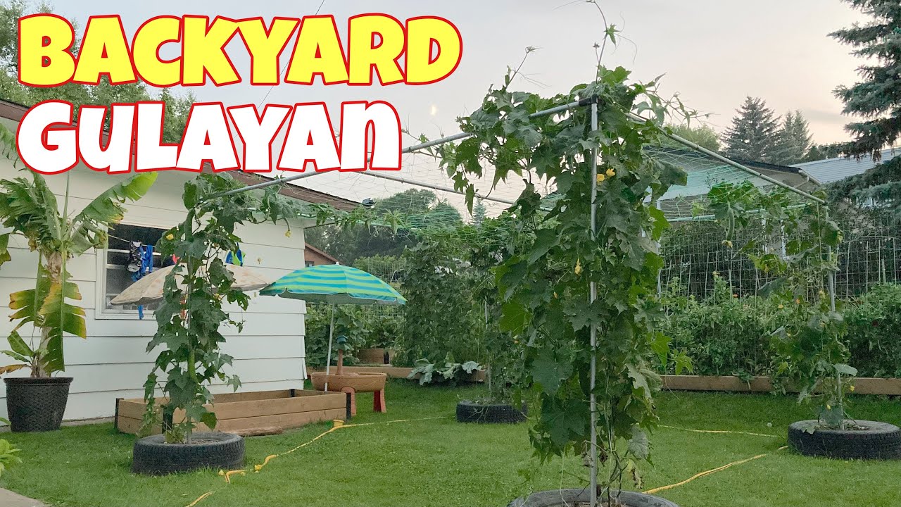 Backyard gulayan pagsapit ng gabi | munting gulayan zone 3 - YouTube