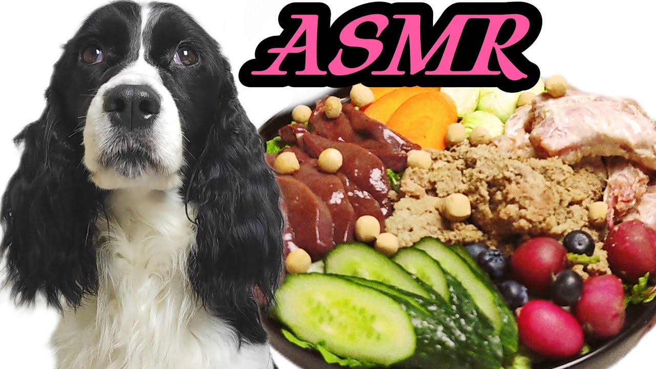 ASMR DOG MUKBANG.CUTE DOG FEEDING SHOW.DOG MUNCH CRUNCHY FOODS.ABUNDANT ...