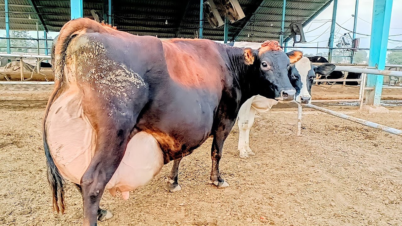 World Number Jersey Cow In Punjab • Sultan Dairy Farm - YouTube