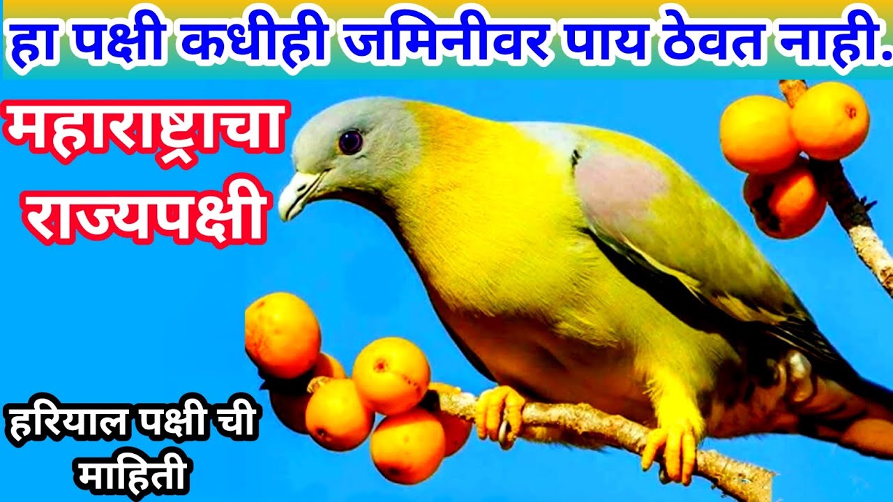 hariyal pakshi chi mahiti | हरियल पक्षी ची माहिती | hariyal pakshi ...