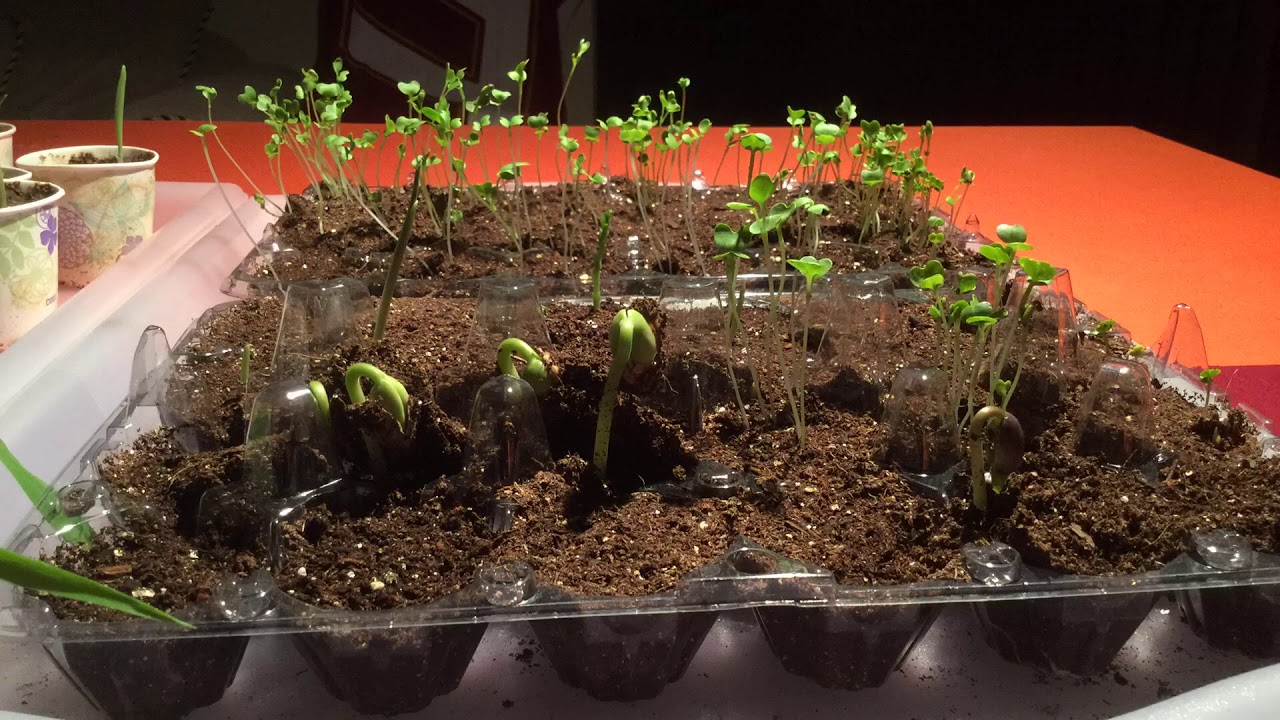 Plants time lapse - YouTube
