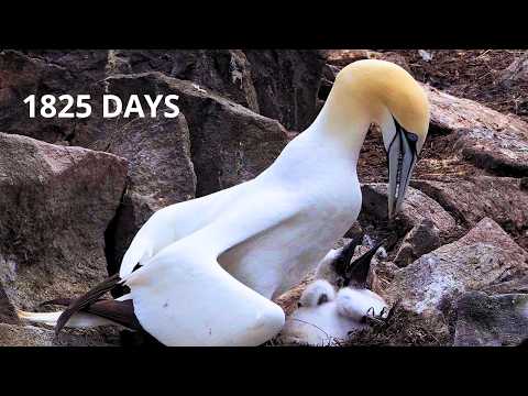 Northern Gannet: 1825 Days From Egg to Survivor |The Brutal Journey of Survival