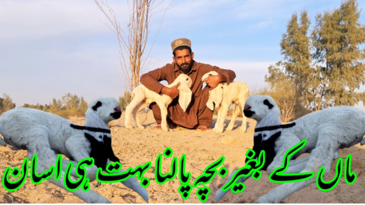 How To Care Baby sheep's In Winter || kajle sheep Farming in Pakistan ...