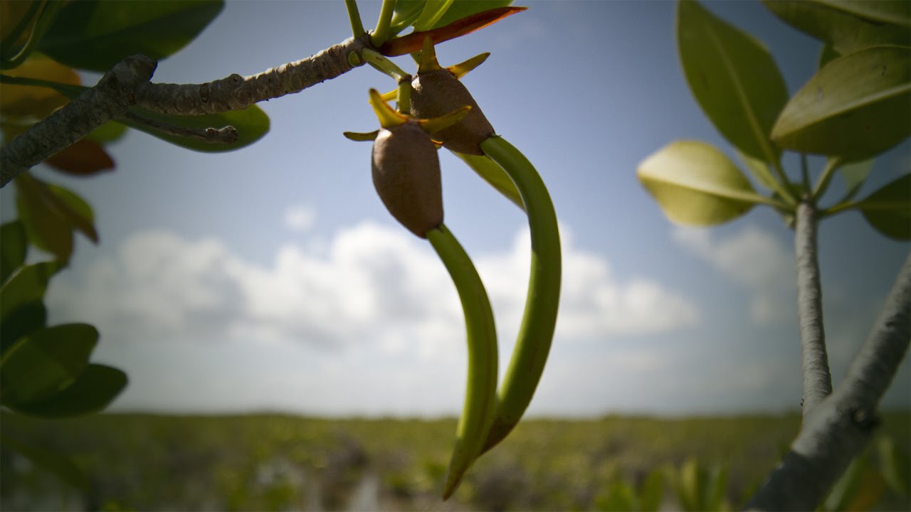 Life Cycle of the Red Mangrove - YouTube