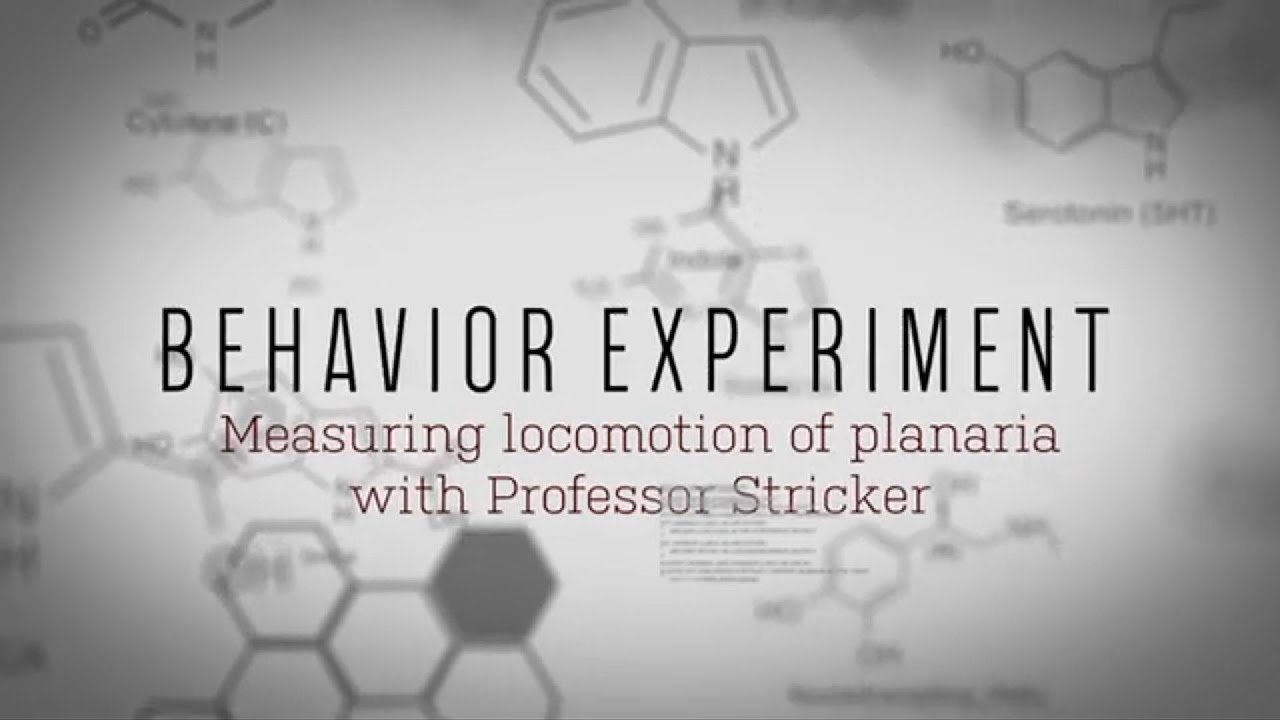 Behavior experiment - Planarian locomotion - YouTube