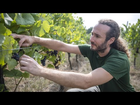 The creative spirit of Sussex: Salvatore Leone, Oxney Organic Estate
