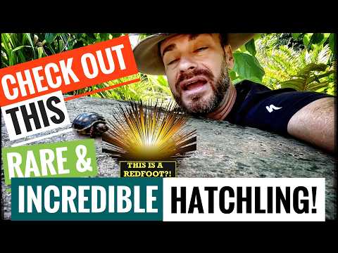 You Won't Believe the Tortoise that just Hatched!