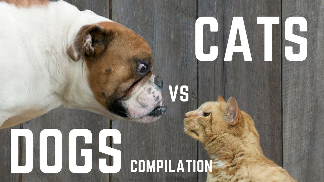Angry Cats VS Dogs Funny Compilation 2020 - YouTube