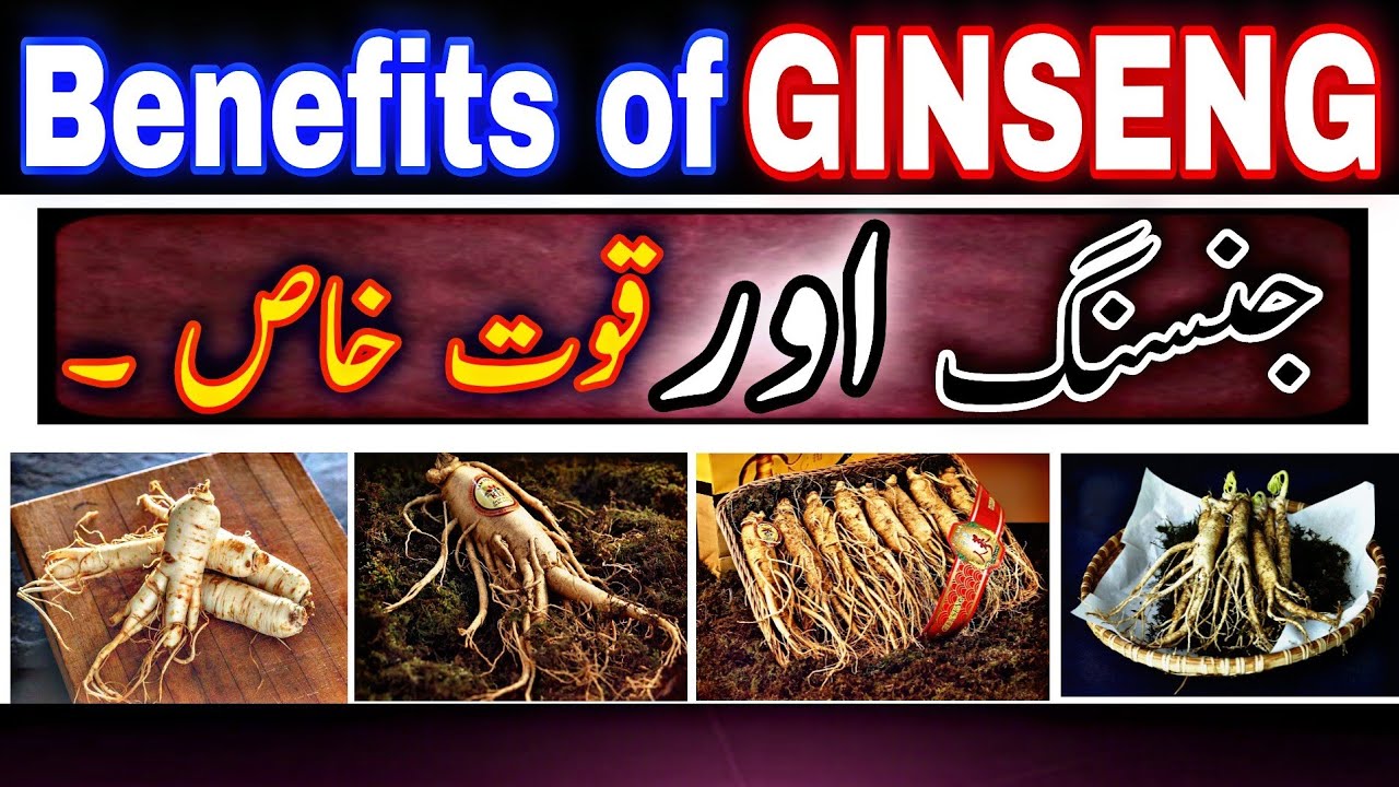 Benefits of Ginseng / Human plant root | جنسنگ کے فوائد | Dr Hassan ...