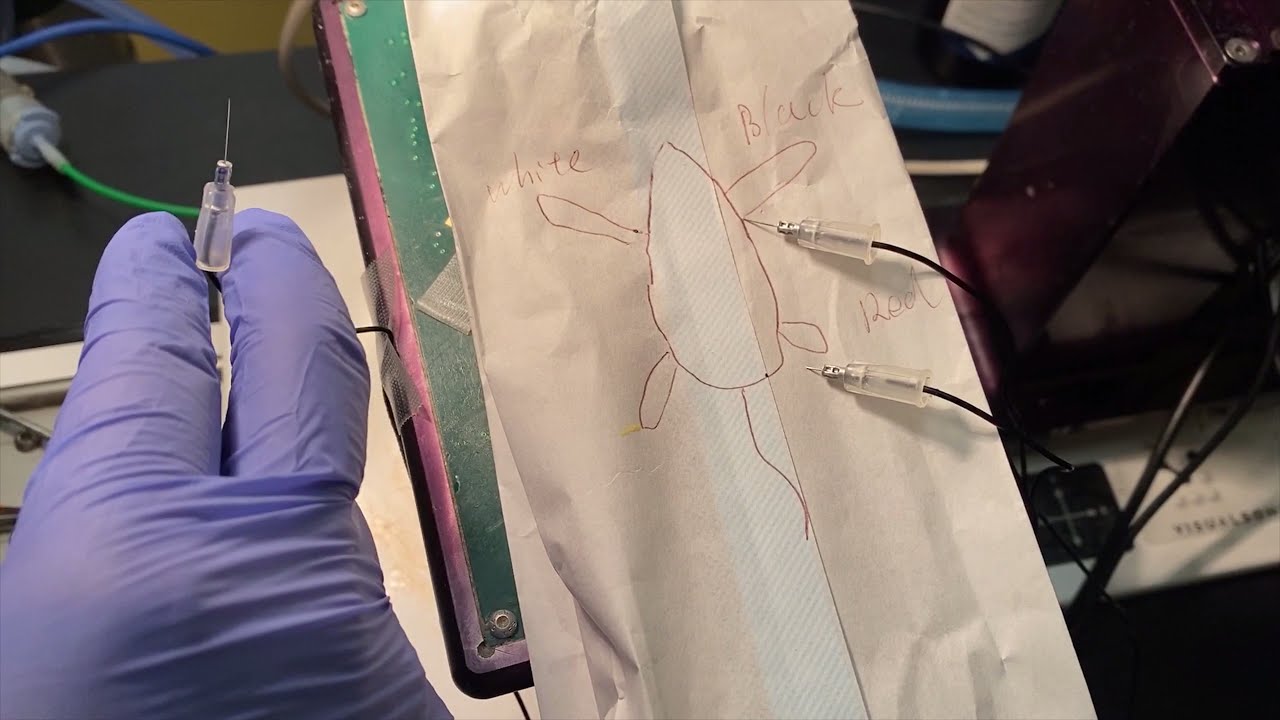 How to do mouse ECG. - YouTube