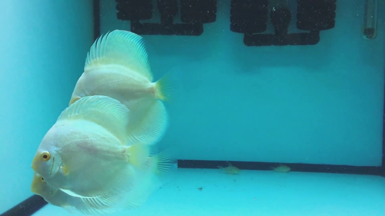 Discus Albino Platinum - YouTube