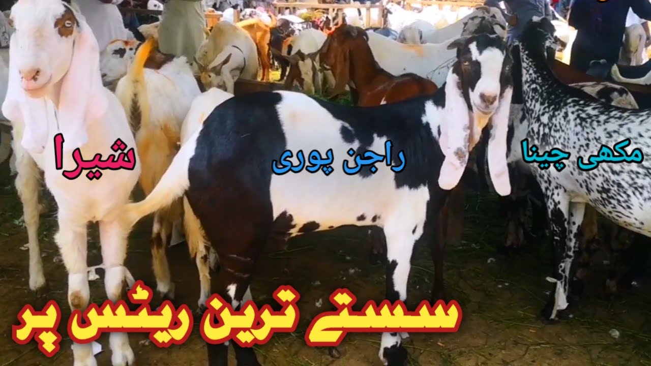 Gujrat Bakra Mandi Pakistan update part2 | Sastay Bakray | Wednesday ...