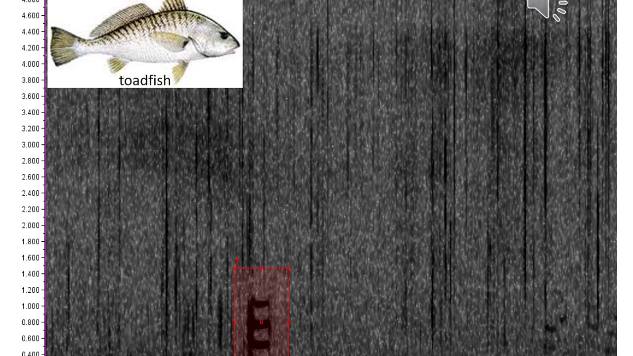 Manatee vocalizations - YouTube