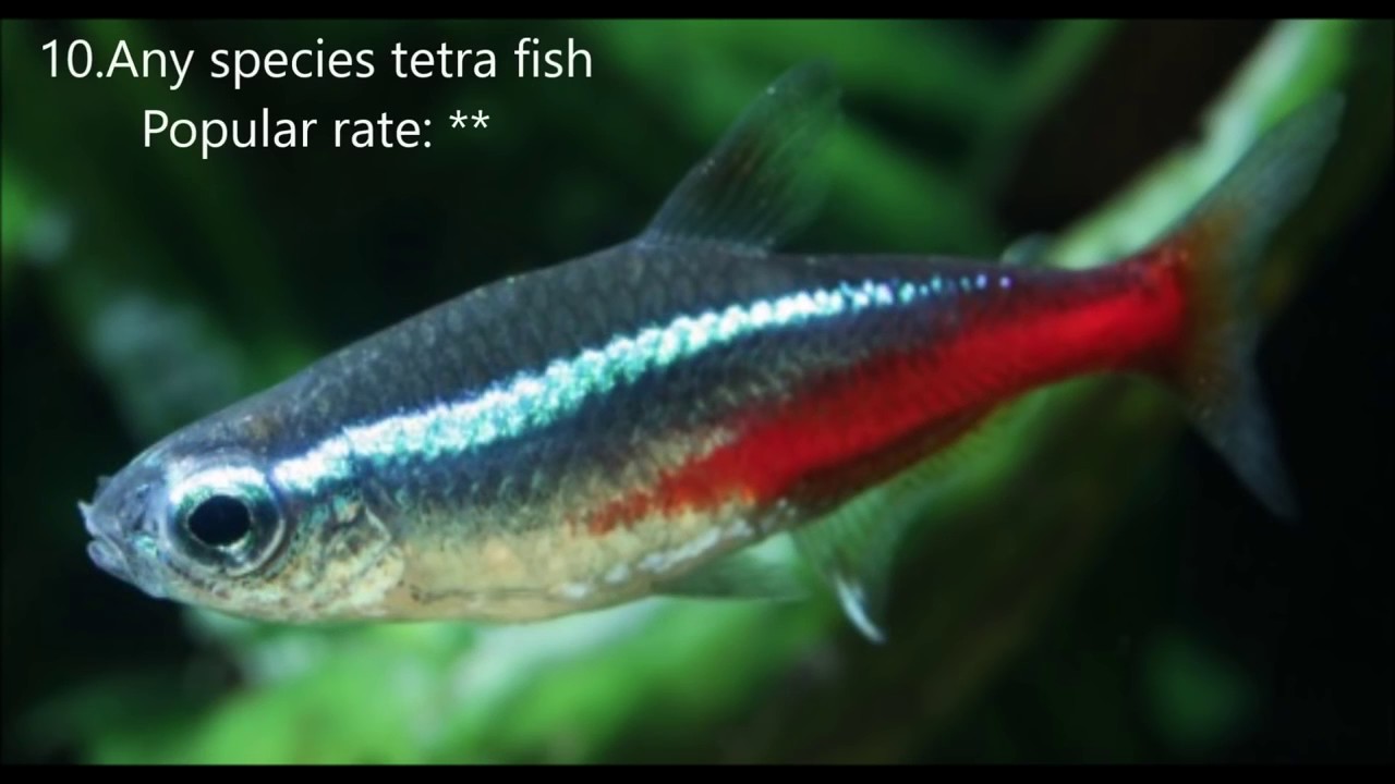 Top 10 most popular fish in world - YouTube