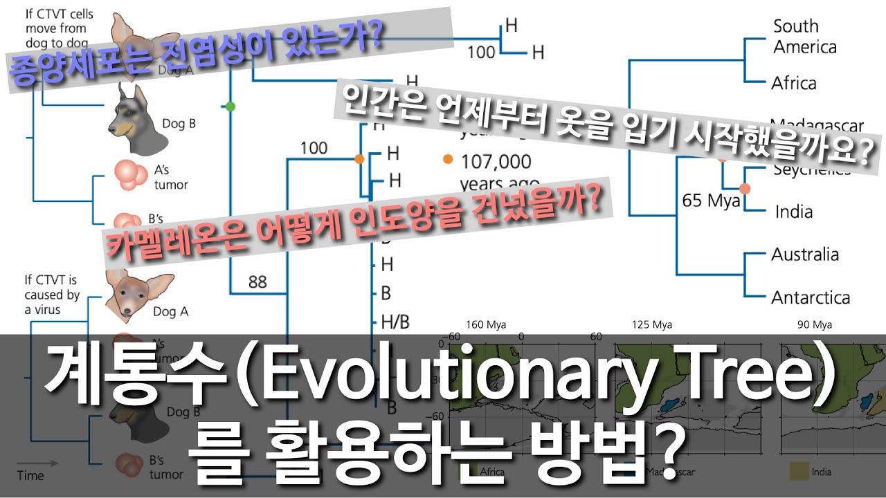 [진화론 이해하기] #13. 계통수(Evolutionary Tree)를 사용하는 법(ft. 질문에 답하기) - YouTube